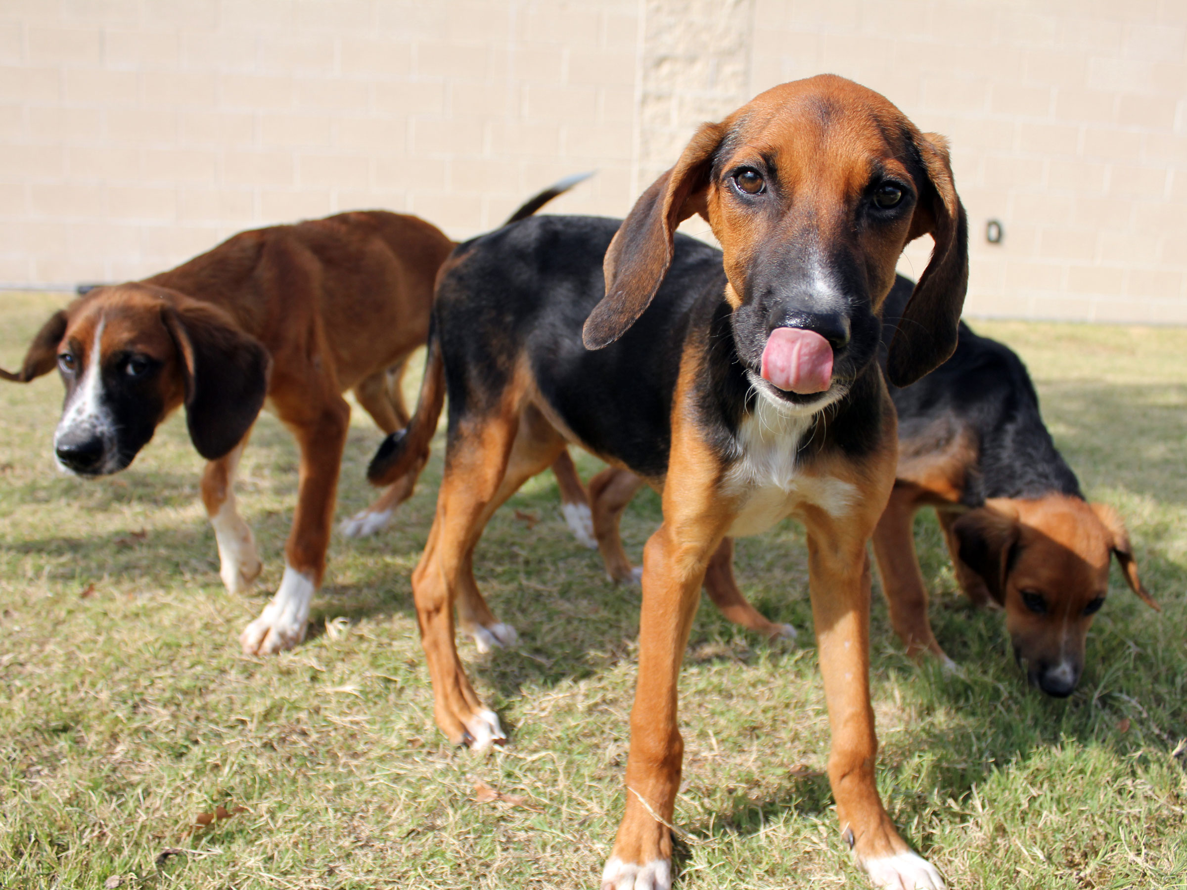 Three-fer Hounders: Blue Ribbon News Pets of the Week – Blue Ribbon News