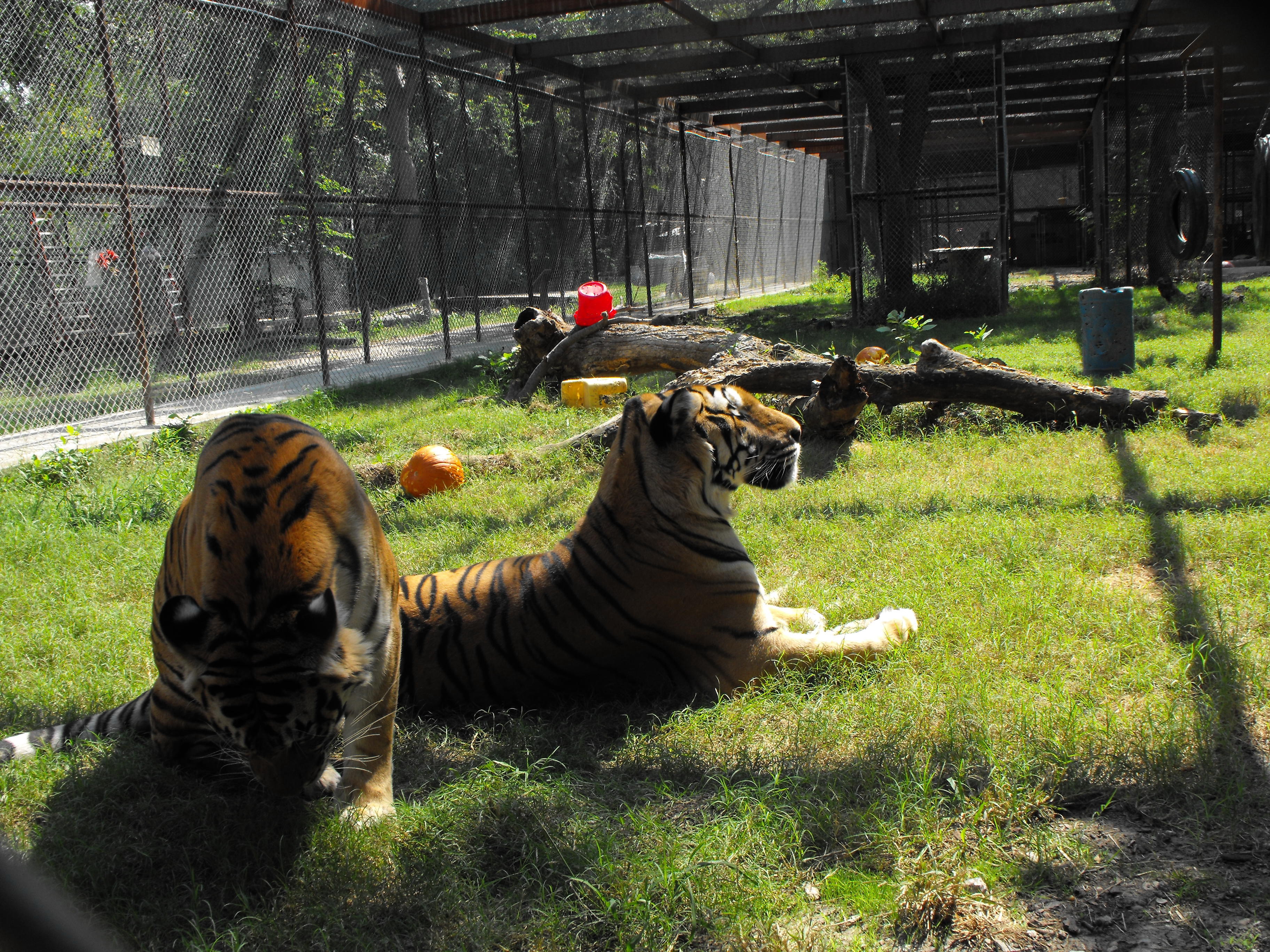 Tiger Trot to honor memory of exotic cats – Blue Ribbon News