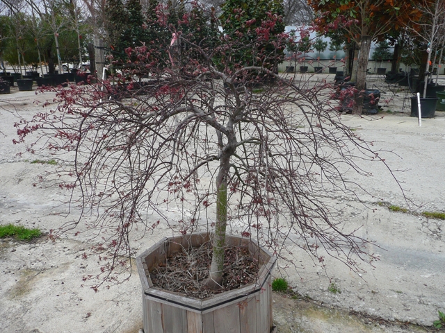 Winter planting for spring and summer enjoyment – Blue Ribbon News