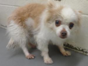 Reduced adoption fees on VIP pets at Rowlett shelter – Blue Ribbon News