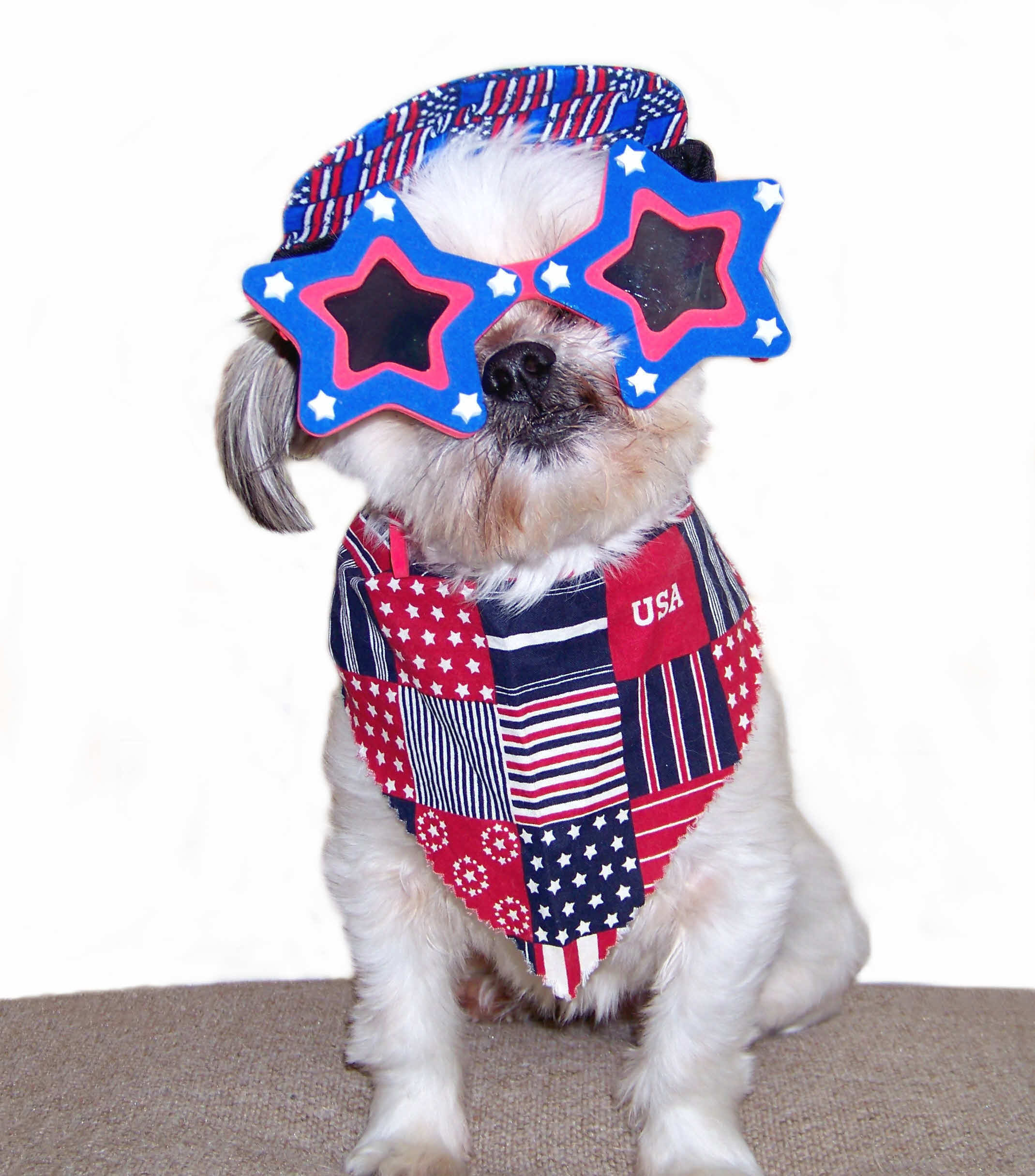 Seven tips to protect your pet on the Fourth – Blue Ribbon News