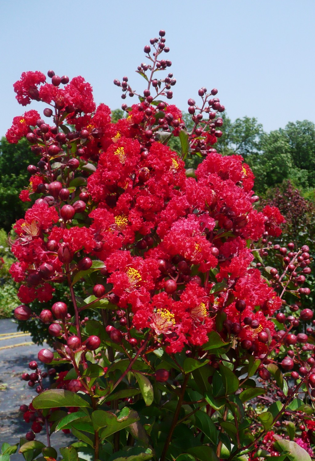 Nothing beats Crape Myrtles for summer color – Blue Ribbon News