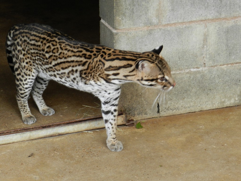 In-Sync Exotics welcomes three-legged, endangered Brazilian ocelot ...