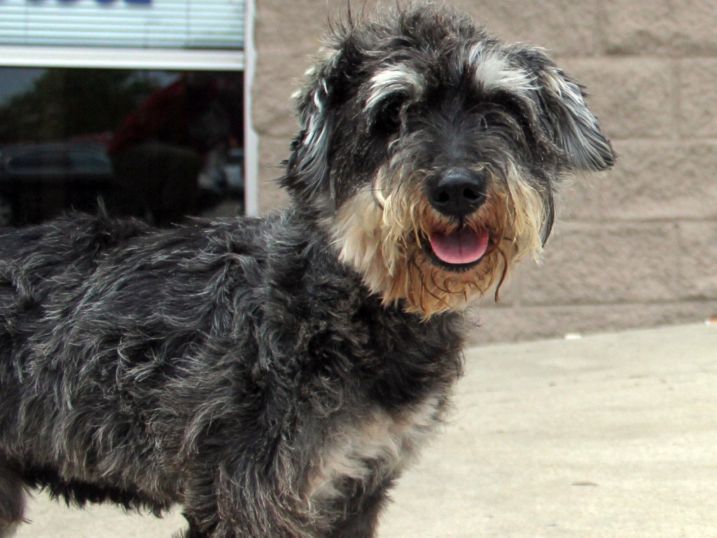 Meet Cousteau, Blue Ribbon News Pet of the Week – Blue Ribbon News