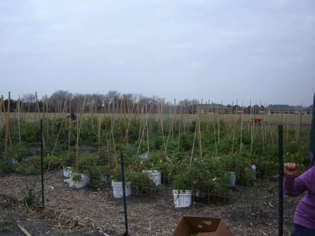 FUMC Rockwall gives back with Community Garden – Blue Ribbon News