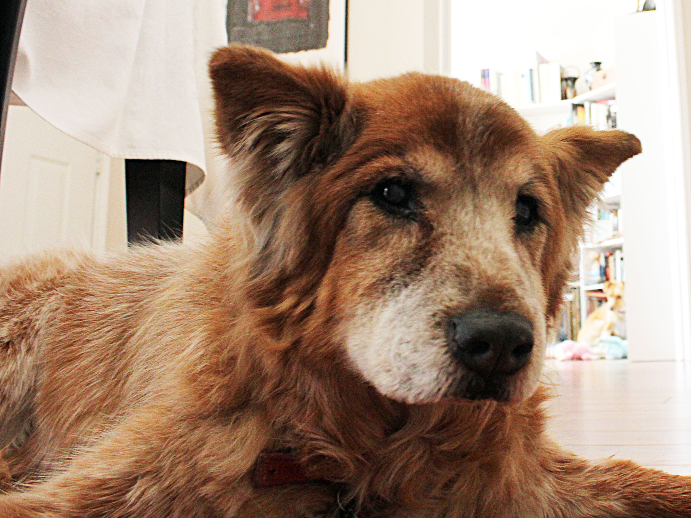 Love keeps an old dog feeling young – Blue Ribbon News