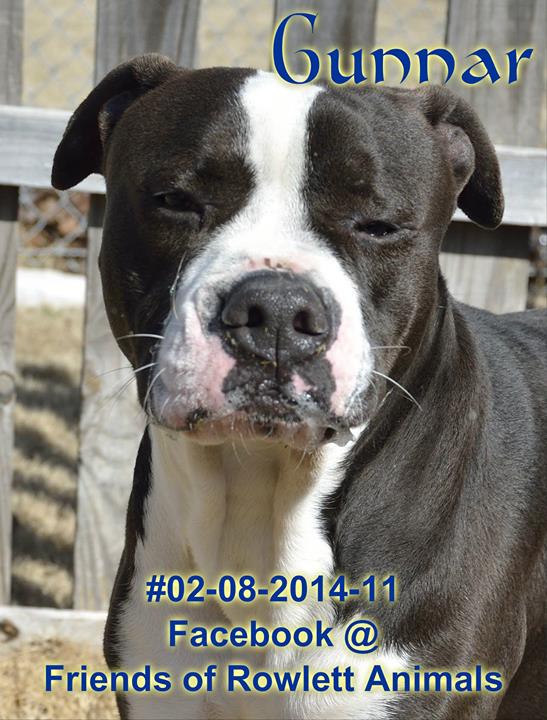Introducing Gunnar, Friends of Rowlett Animals Adoption Spotlight ...