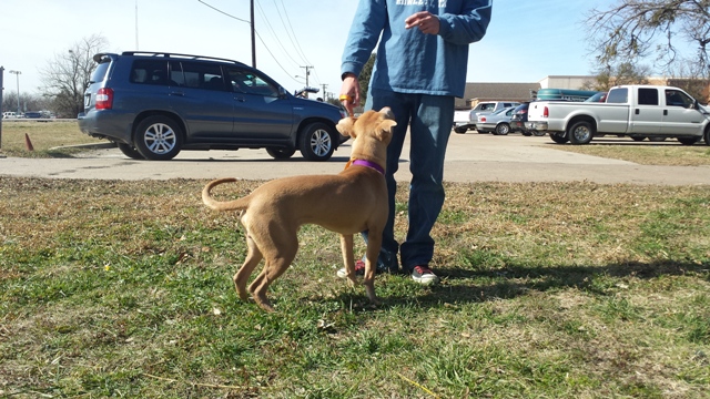 Introducing Scooter, Friends of Rowlett Animals Adoption Spotlight ...