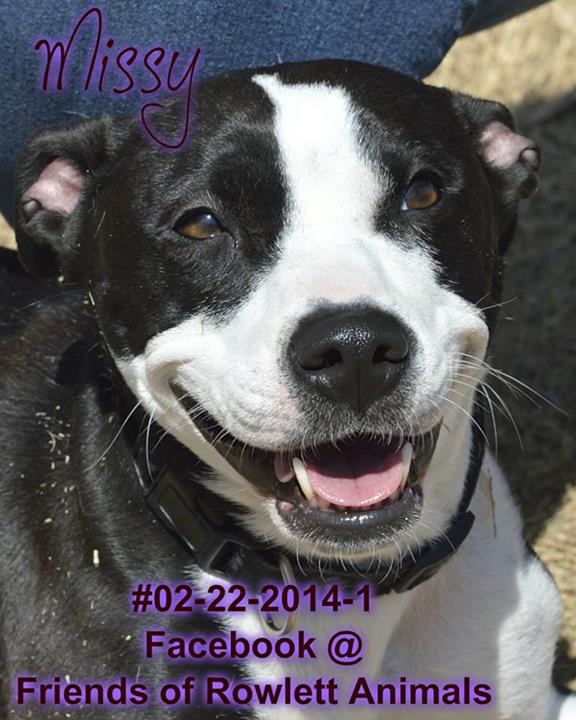 Introducing Missy, Friends of Rowlett Animals Adoption Spotlight – Blue ...