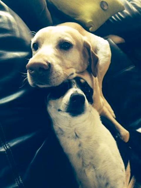 Rockwall Animal Shelter adoption event at Rockwall Gold and Silver ...