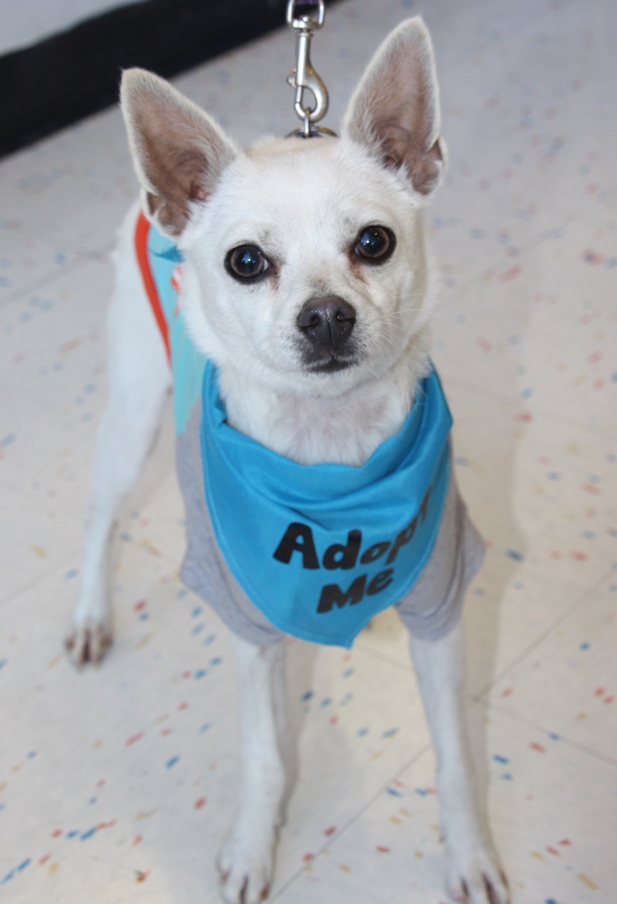 Meet Bert, Blue Ribbon News Pet of the Week – Blue Ribbon News