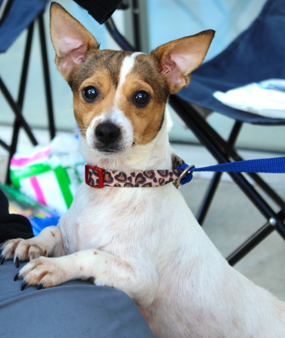 Meet Snickers, Blue Ribbon News Pet of the Week – Blue Ribbon News