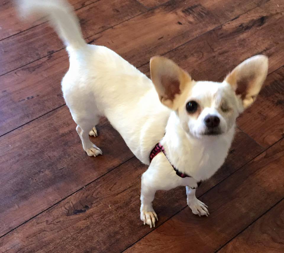 Meet Dolly, Blue Ribbon News Pet of the Week – Blue Ribbon News