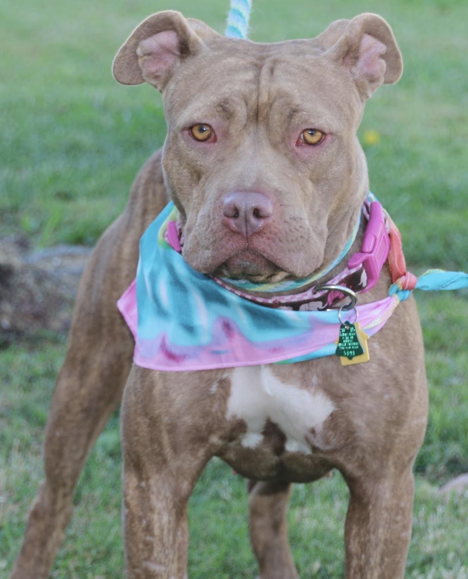 Meet Ruby Rose, Blue Ribbon News Pet of the Week – Blue Ribbon News