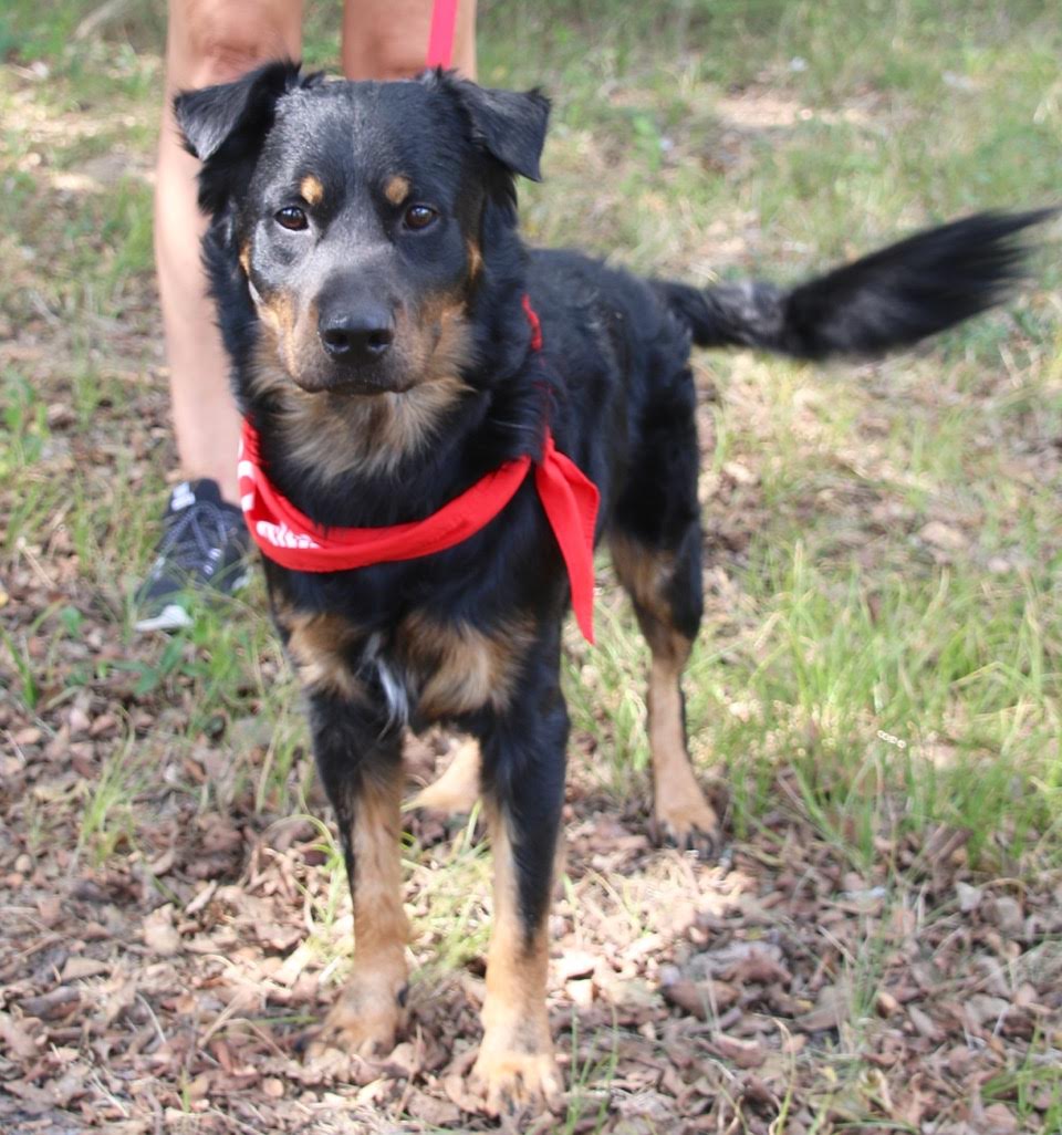 Meet Ryan, Blue Ribbon News Pet of the Week – Blue Ribbon News