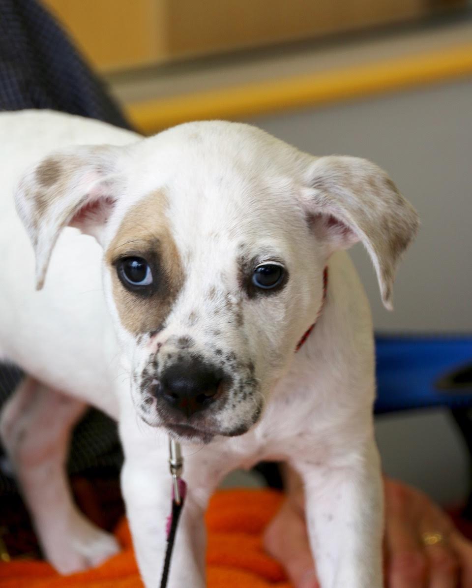 Meet Phoebe, Blue Ribbon News Pet of the Week – Blue Ribbon News