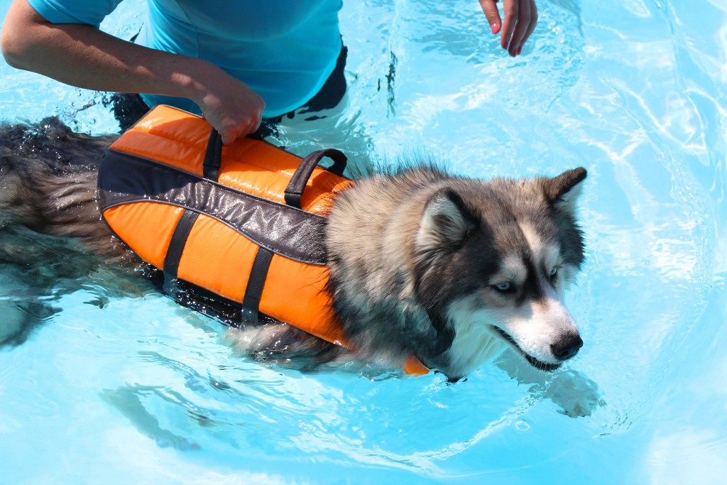 Wet Zone’s Pooch Plunge to benefit Friends of Rowlett Animals – Blue ...