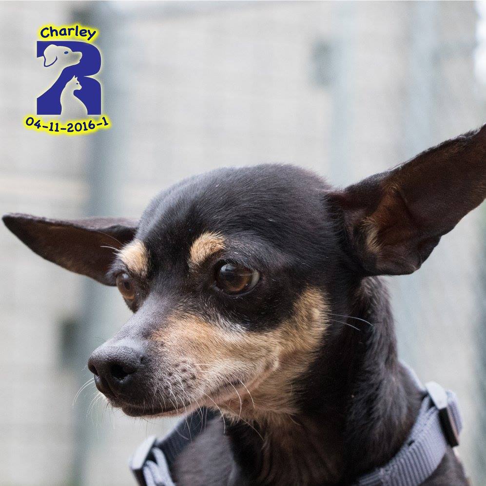 Rowlett Pet Spotlights: Charley and Mr. C – Blue Ribbon News