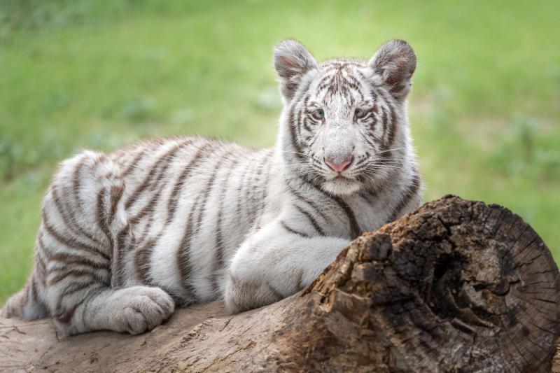 Groundbreaking Study at Stanford Sequences Generic Tiger Genome – Blue ...