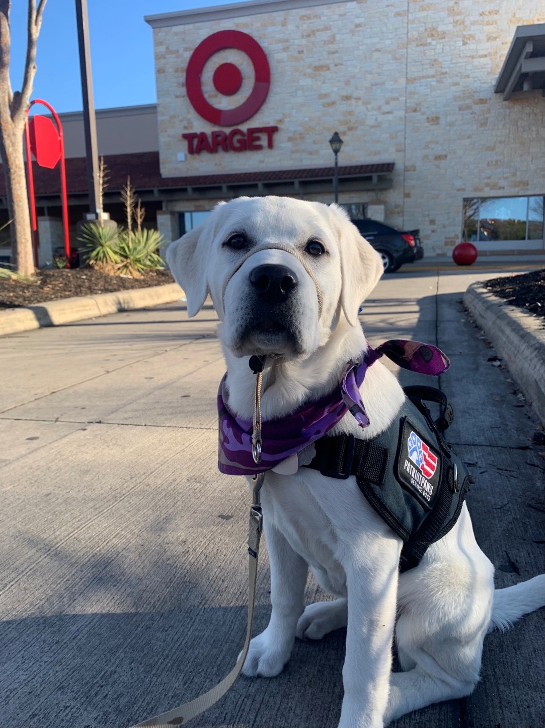 Milestone Millie Pup-Date: Patriot PAWS service dog in training learns ...