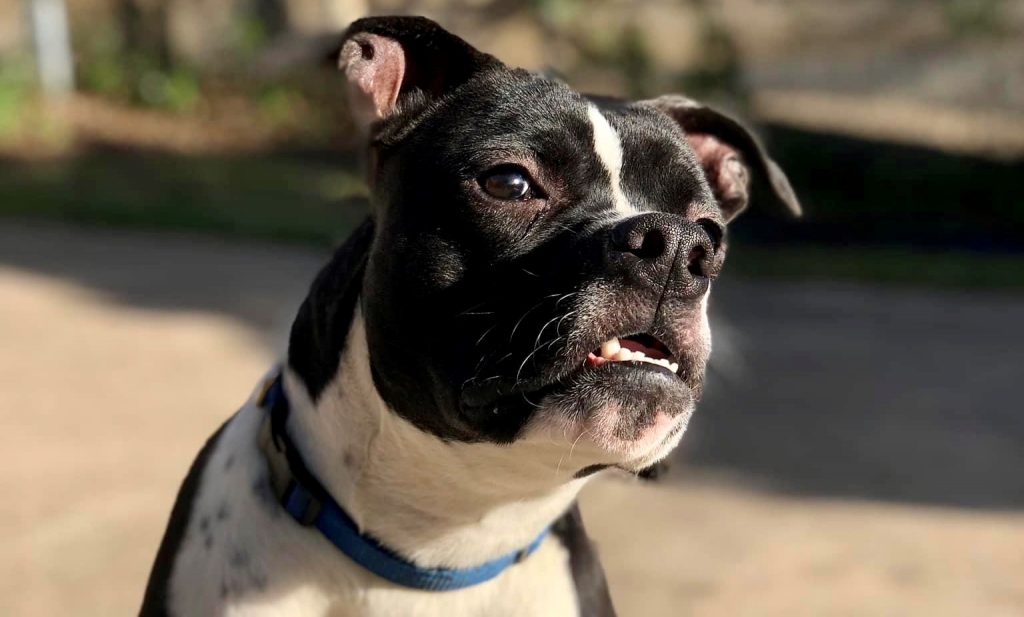 Meet Ruckus, Blue Ribbon News Pet of the Week – Blue Ribbon News