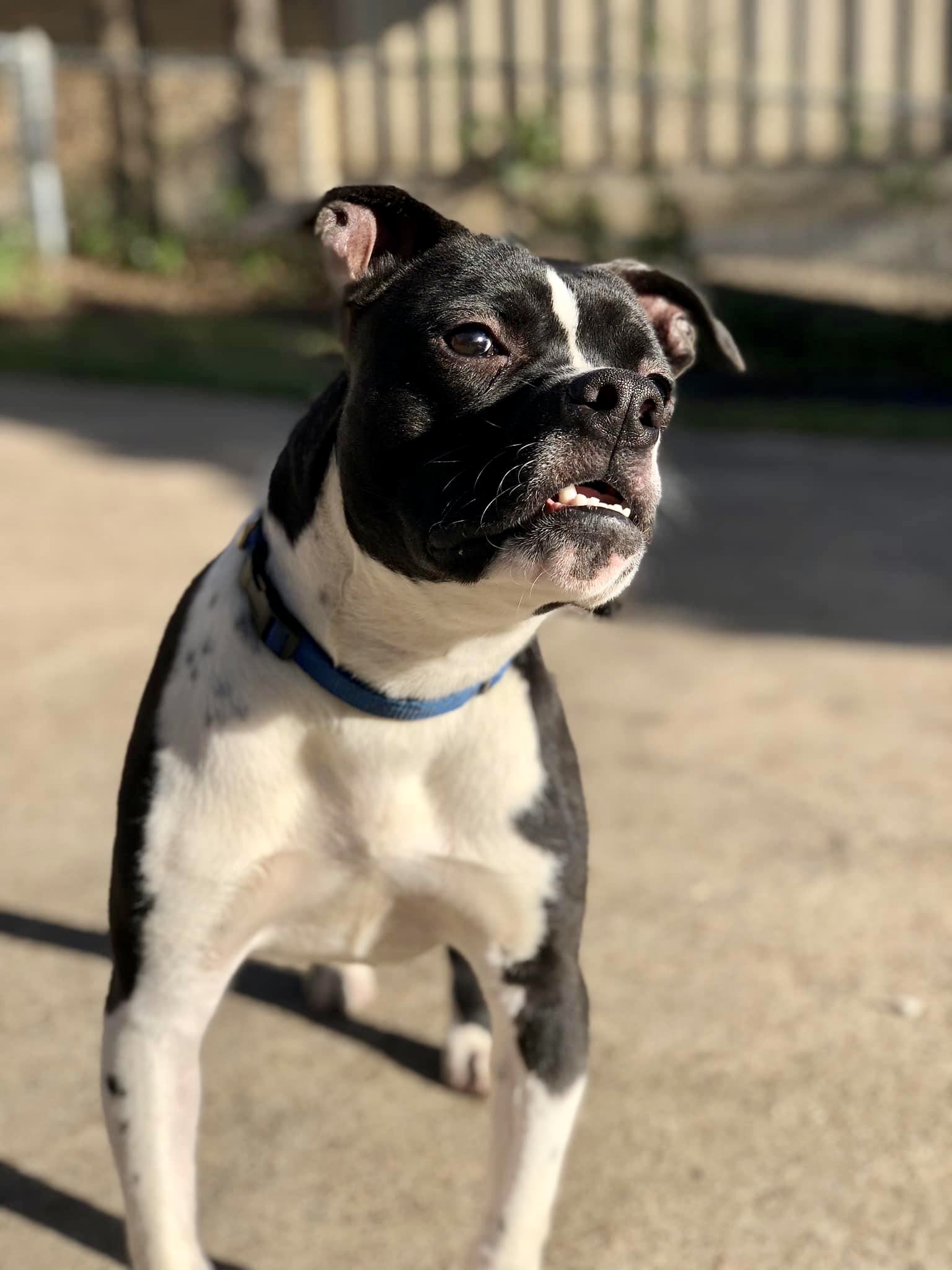 Meet Ruckus, Blue Ribbon News Pet of the Week – Blue Ribbon News