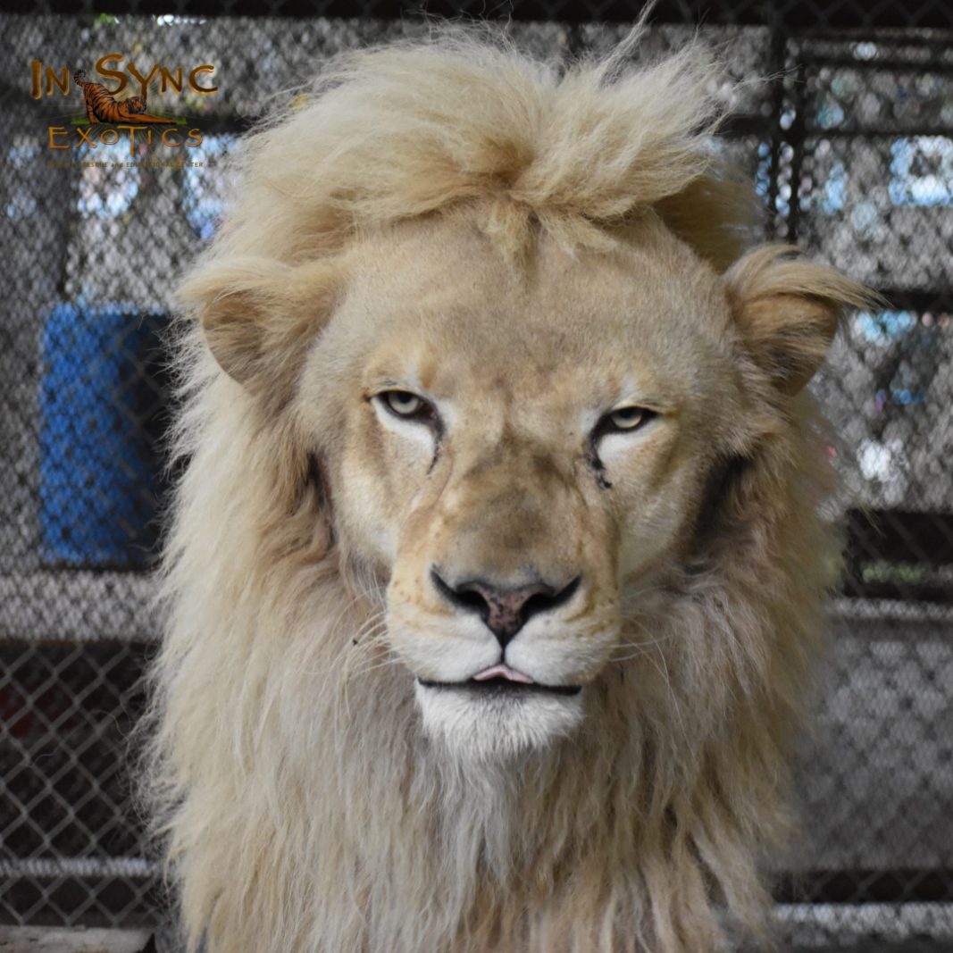 In-Sync Welcomes Siegfried & Roy Exotic Cats! – Blue Ribbon News