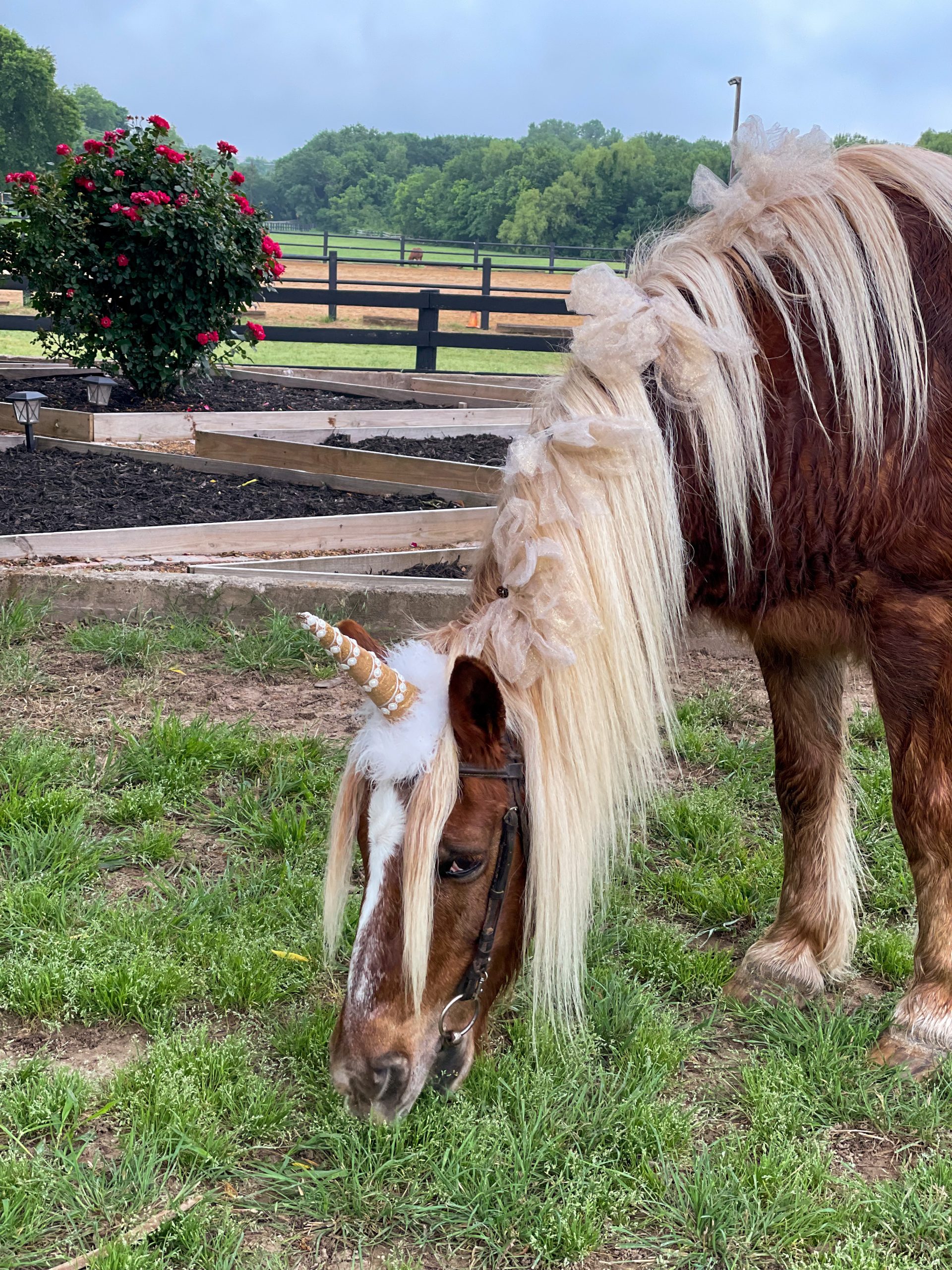 Laurel Ridge Stables to host Summer Riding Camps – Blue Ribbon News