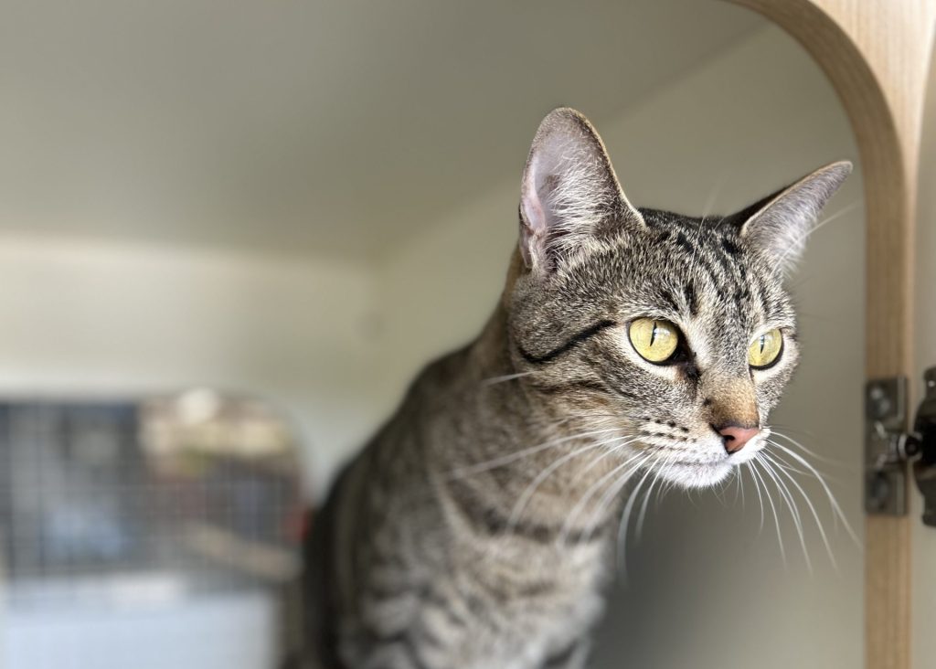 Meet Frisky; Blue Ribbon News Pet of the Week – Blue Ribbon News