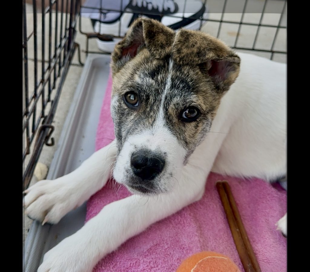 Meet Joshua, Blue Ribbon News Pet of the Week – Blue Ribbon News