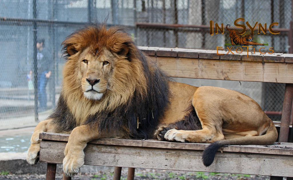 Reporter and author, Steve Stoler, to speak at In-Sync Exotics 25th ...