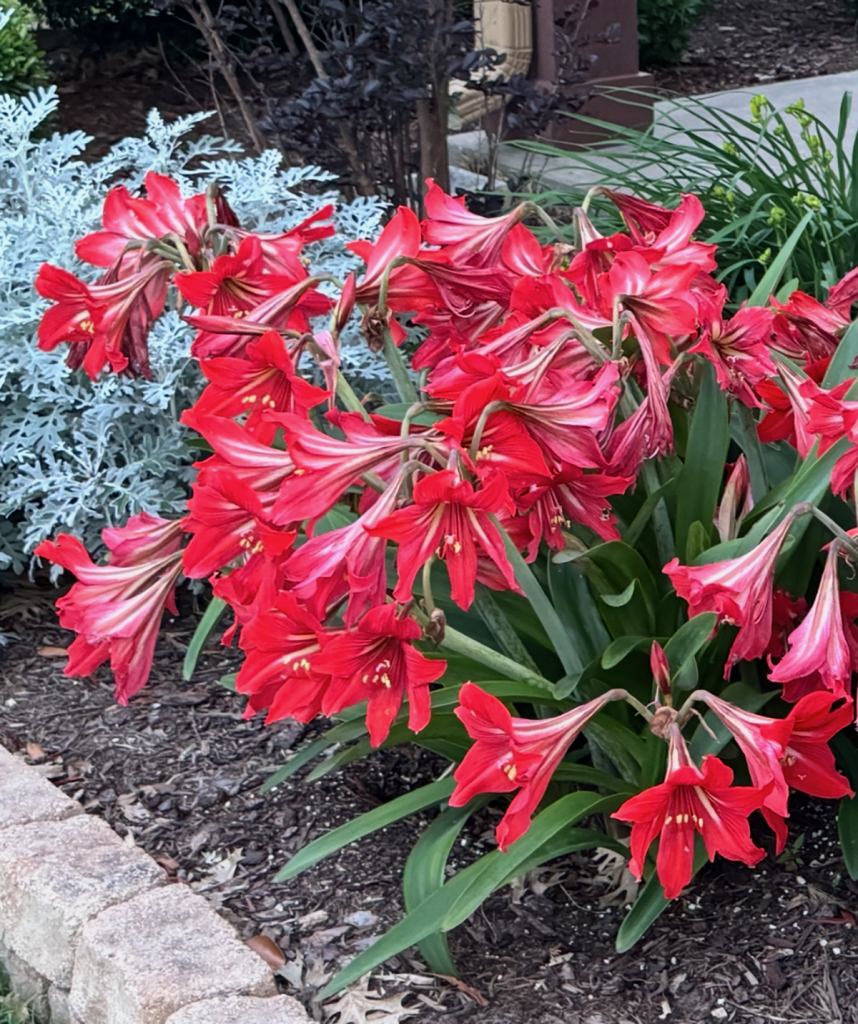 Christiana.love leaked when the time came she dove down and