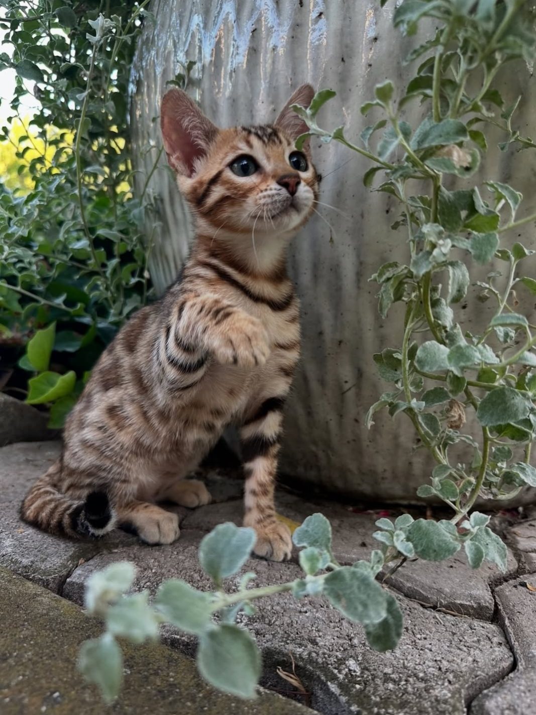 A Purr-fect Fit: Bengals bred for royalty, Cats pampered like kings ...