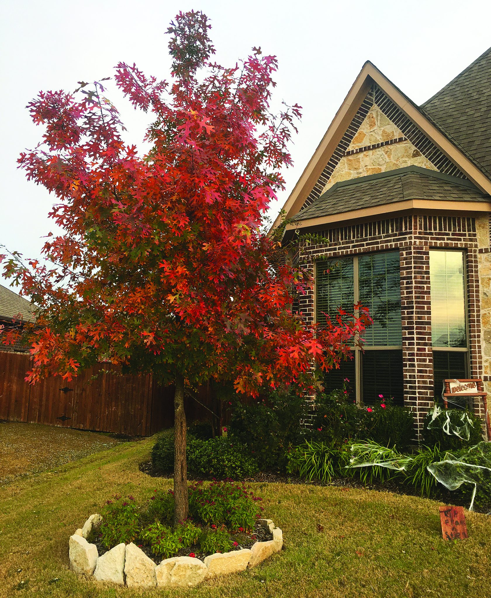 Here We Grow: Fall is Tree Time – Blue Ribbon News