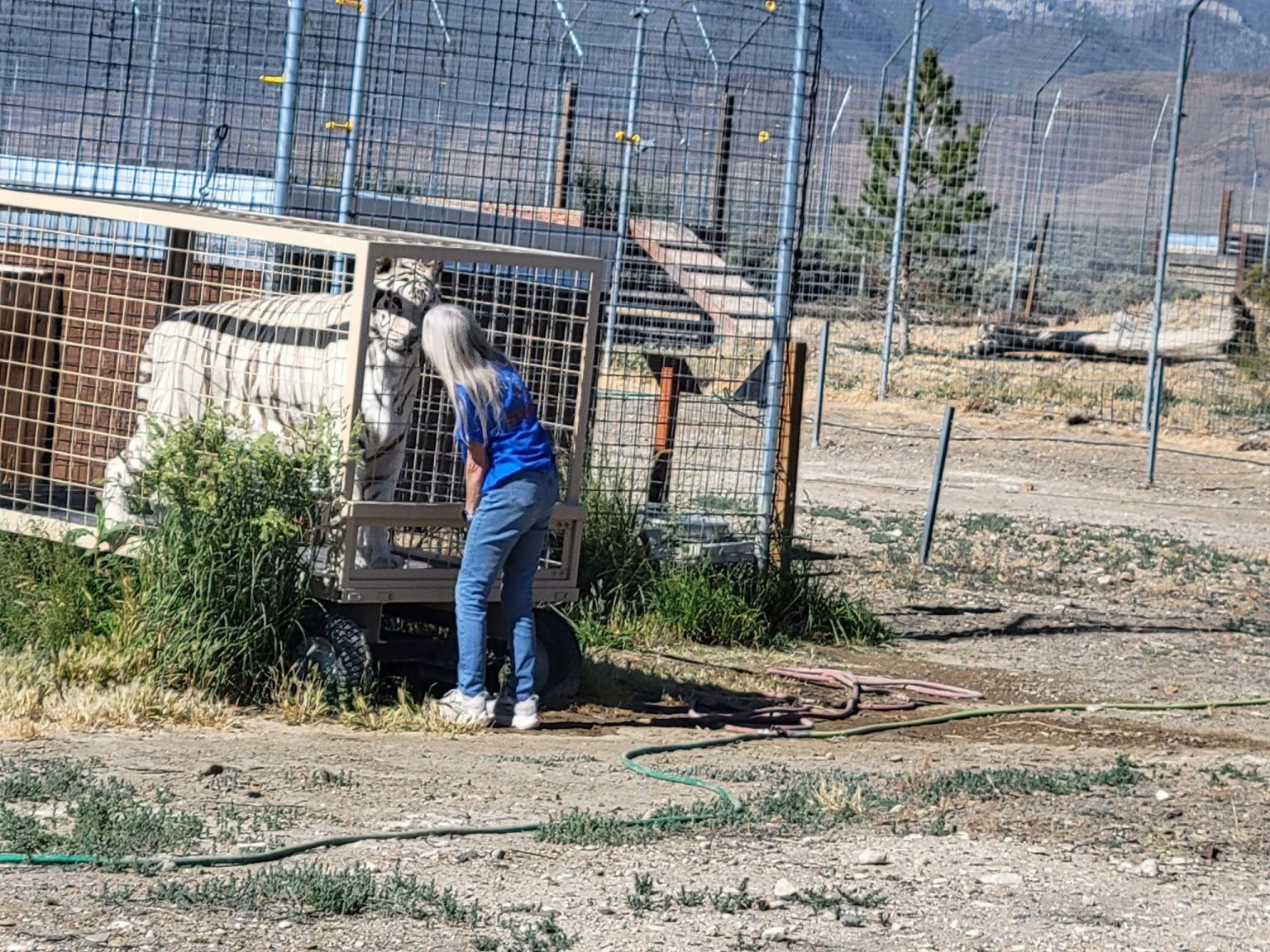 In-Sync Exotics Welcomes Animals Following Closure of Nevada Sanctuary ...